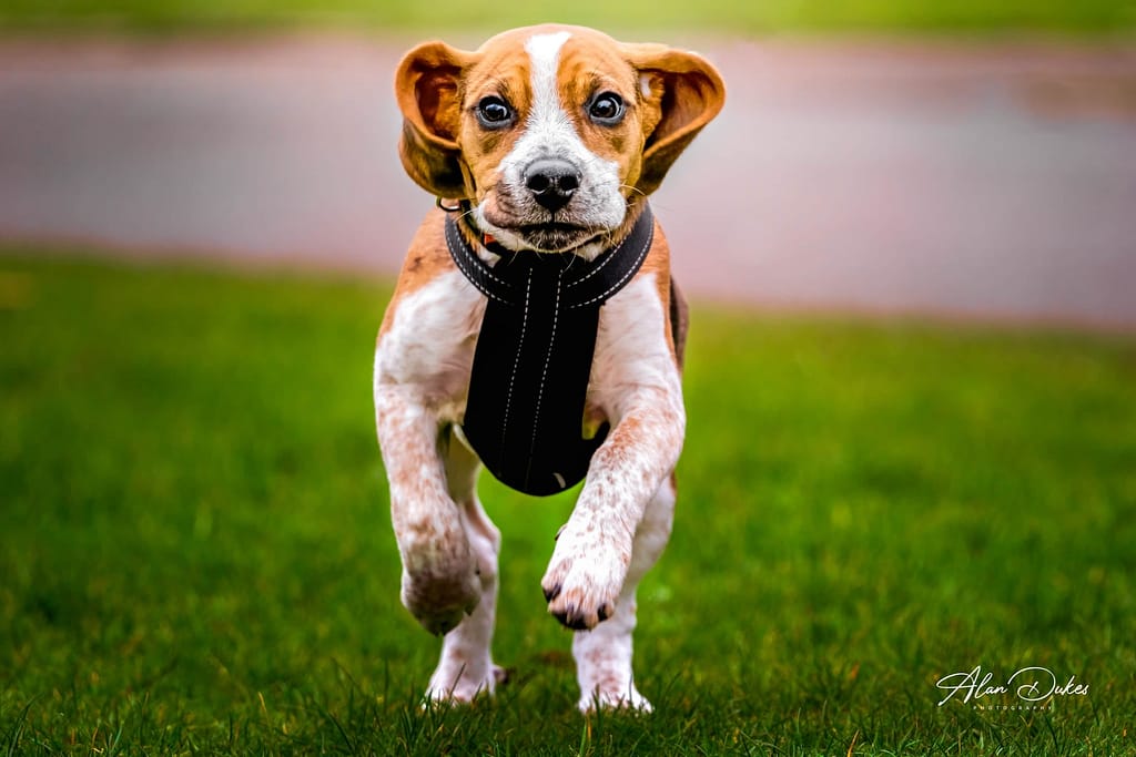 Professional Dog Photographer based in Stoke, Staffordshire